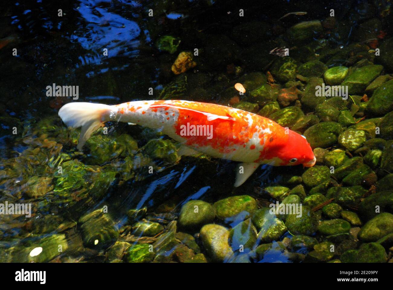 Kohaku Fish Types