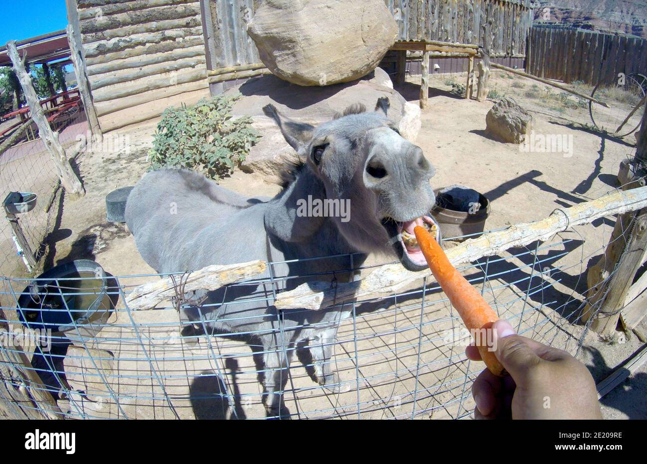 Donkey carrot hi-res stock photography and images - Alamy