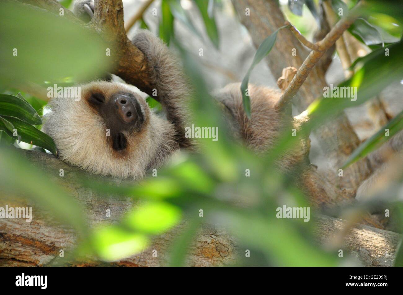 Sloth face close up hi-res stock photography and images - Alamy