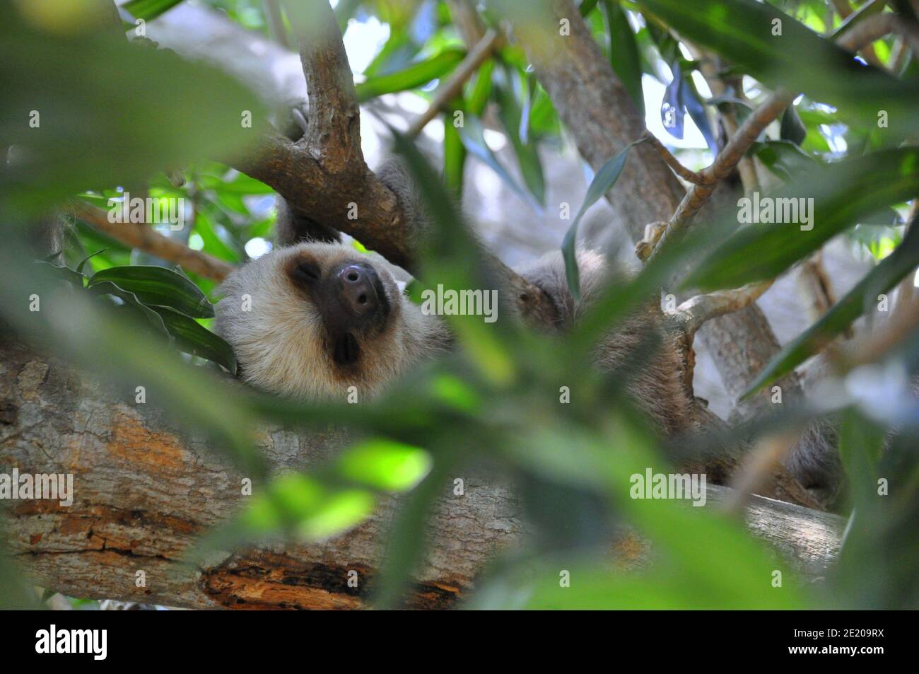 Sloth face close up hi-res stock photography and images - Alamy