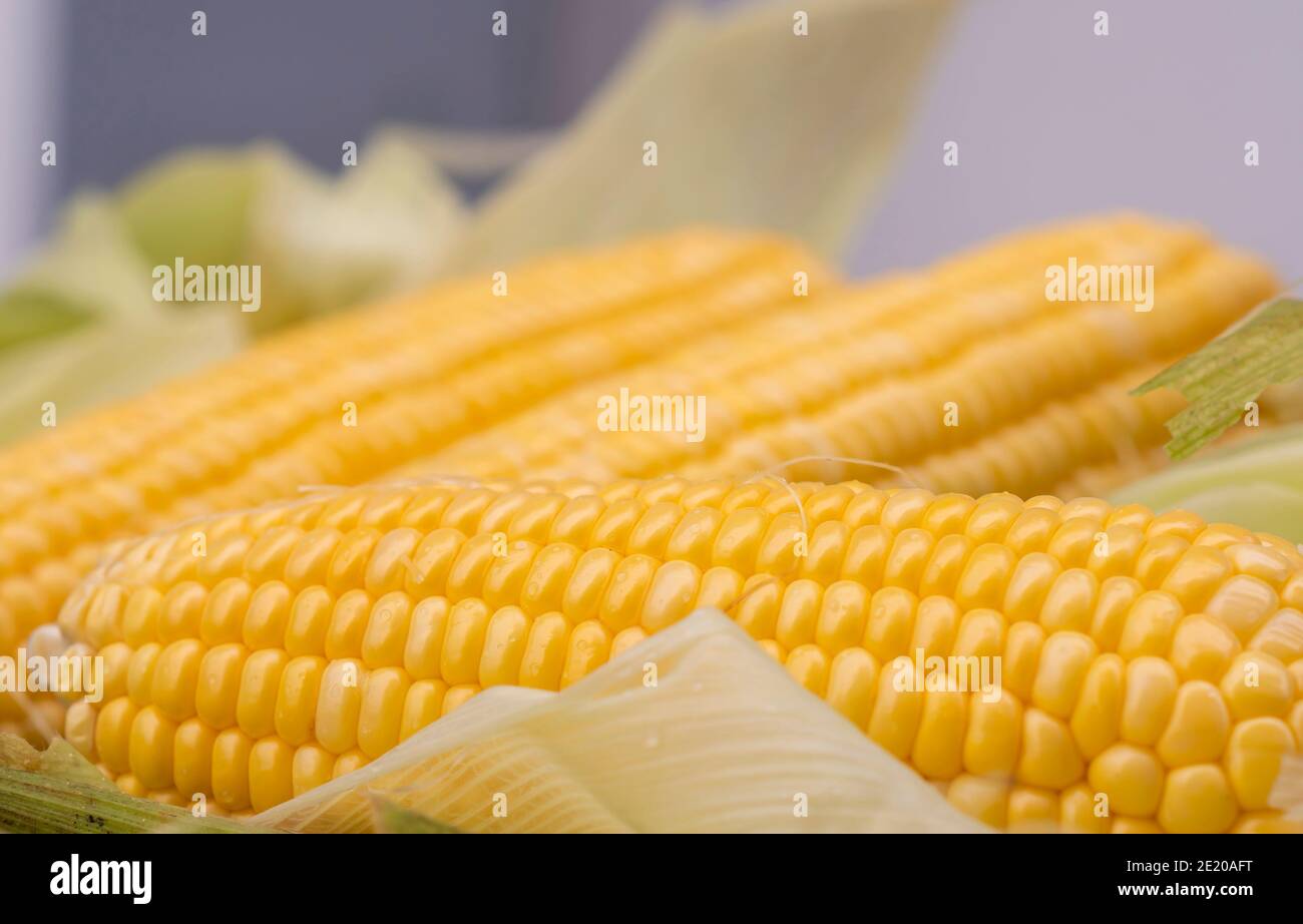 Close-up freshness seeds of sweet corn in a row and water drop with ...
