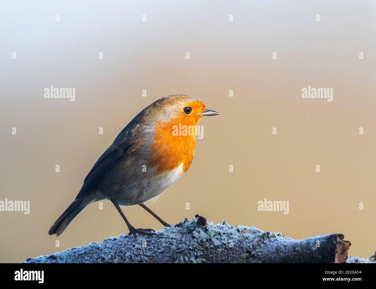 Robin Frost Hedge High Resolution Stock Photography and Images - Alamy