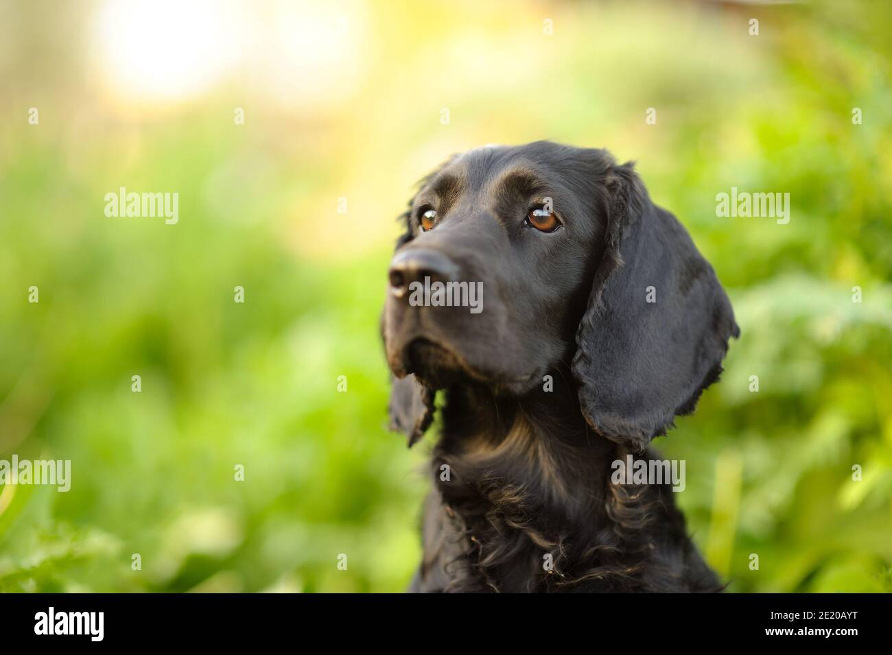 Portrait of black spaniel Stock Photo - Alamy