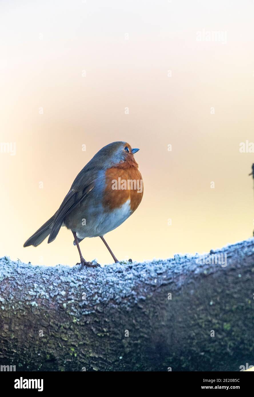 Robin - Erithacus rubecula - on a frosted branch. Birdwatching. Rose ...