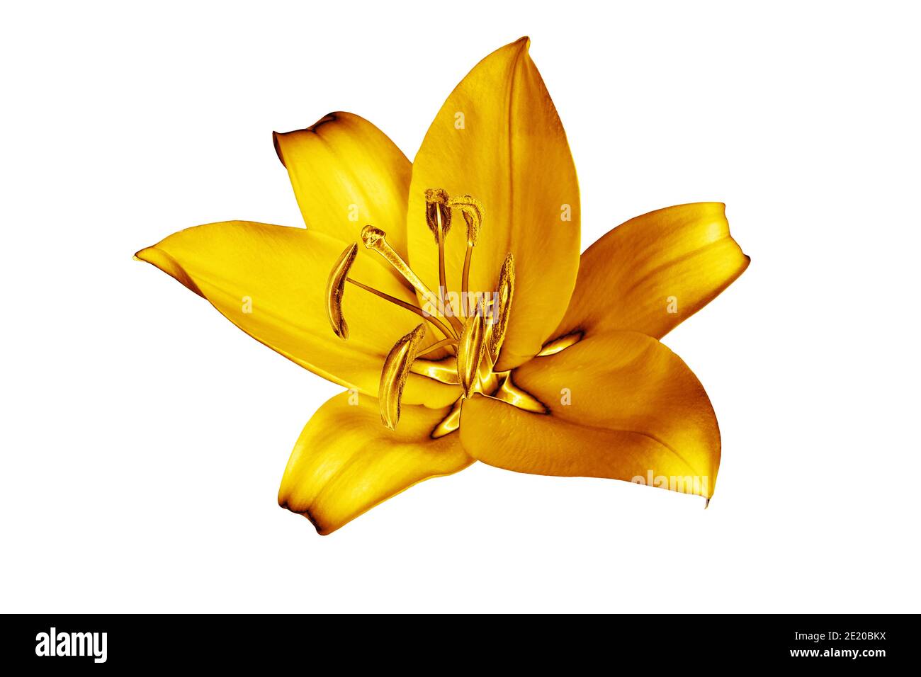 One golden lily flower white background isolated close up, beautiful ...