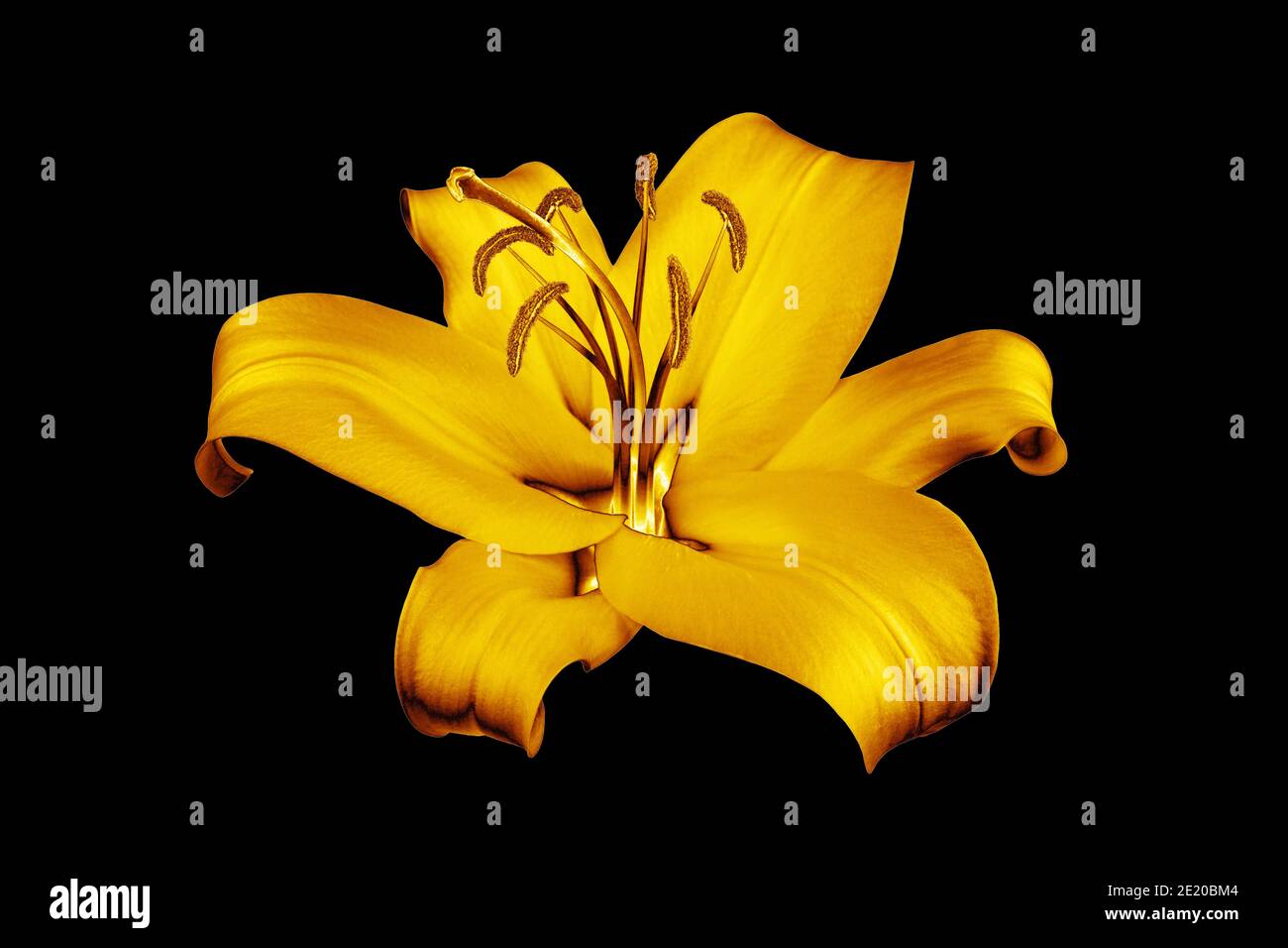 One golden lily flower black background isolated close up, beautiful ...
