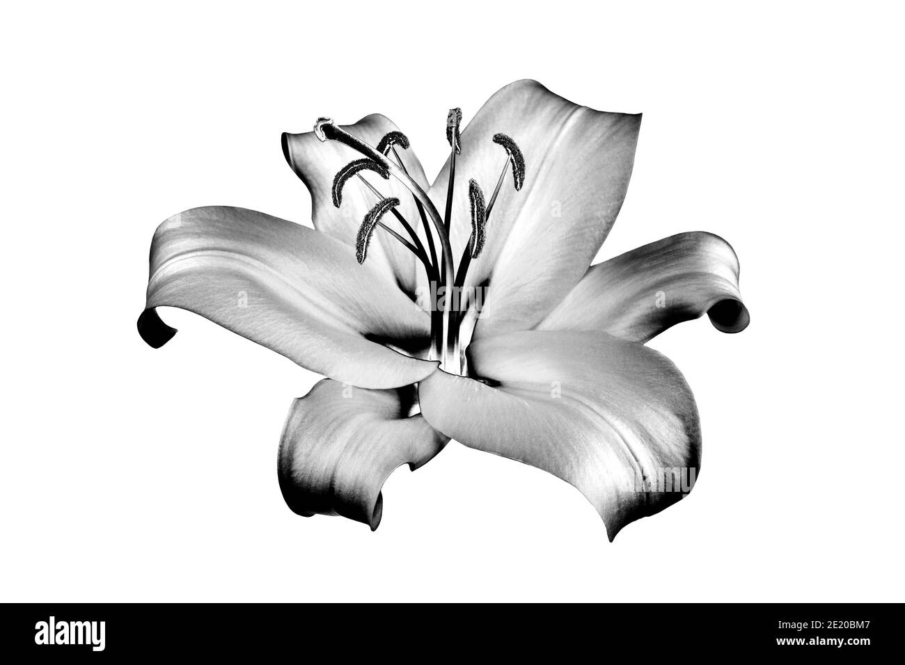 One silver lily flower on white background isolated close up, beautiful ...