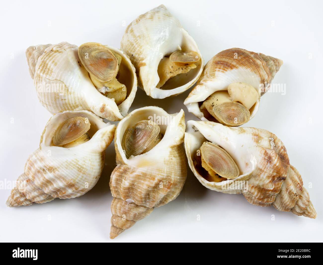 Sea snails plate hi-res stock photography and images - Alamy