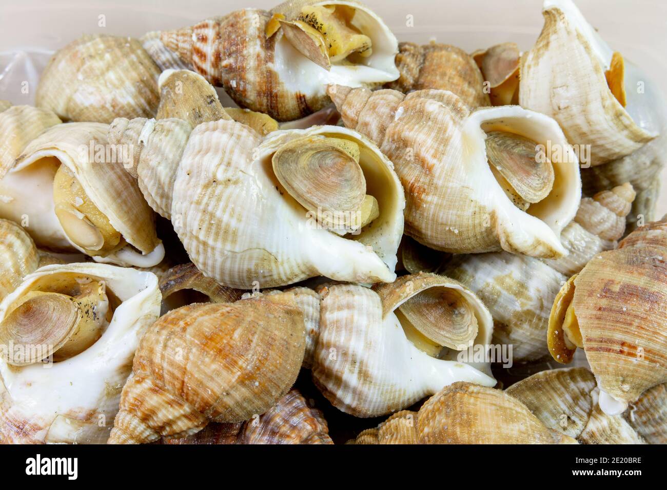 Cooked whelks hi-res stock photography and images - Alamy