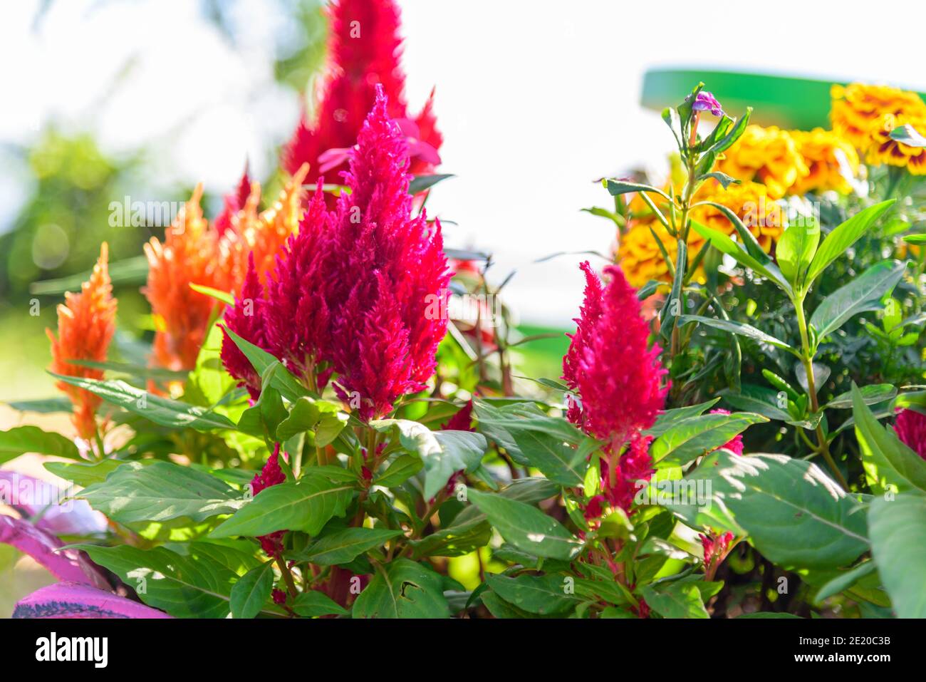 Little turtle flower hi-res stock photography and images - Alamy