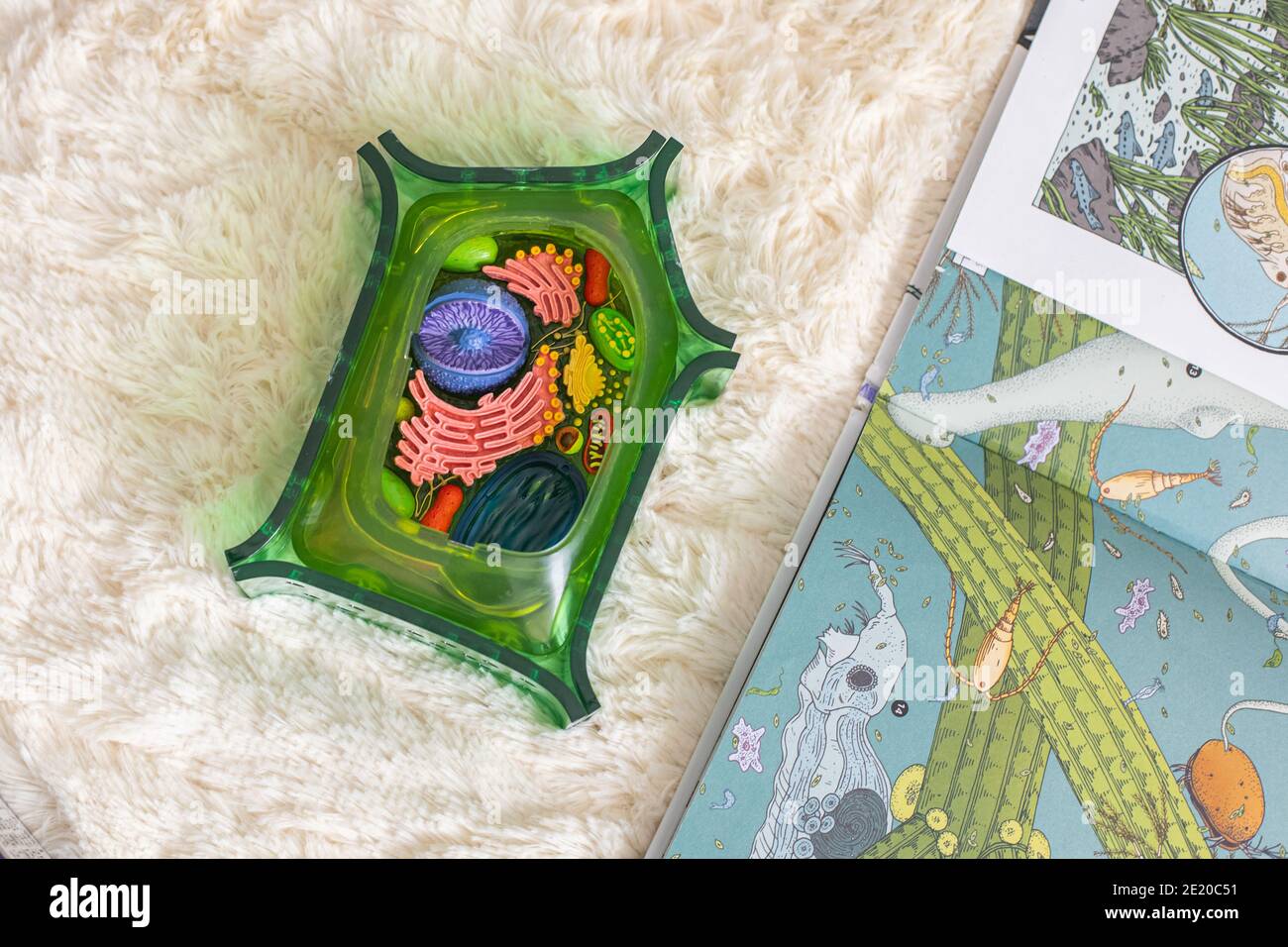 Layout constructor of colored plant cells. Books on biology and botany ...