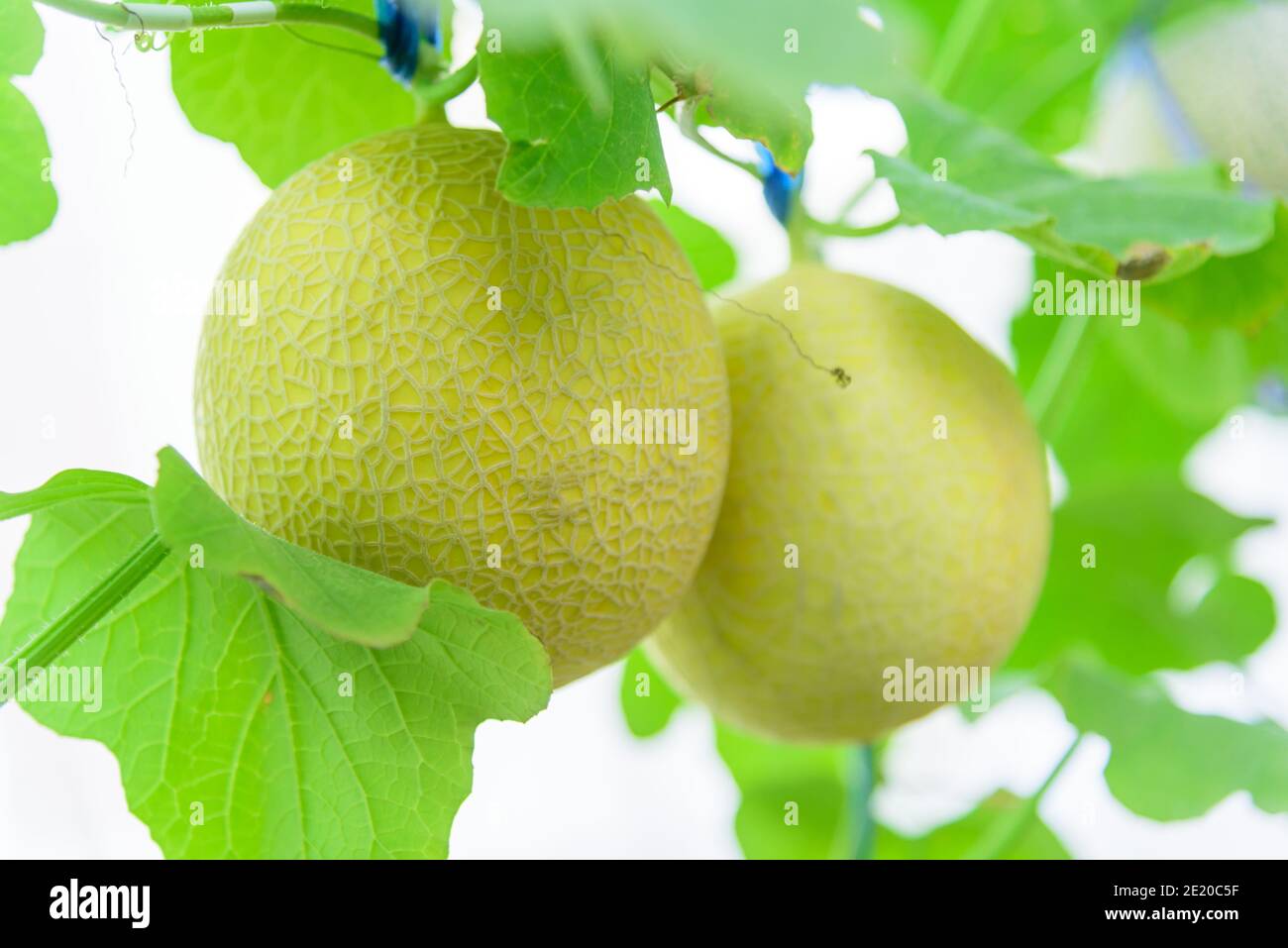 Closeup to Fresh melon in greenhouse Stock Photo - Alamy