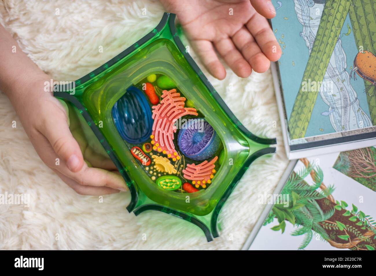 The child holds in his hands a model, a constructor of a plant cell ...