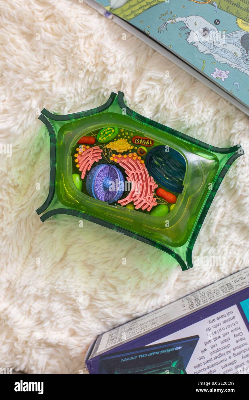 Layout constructor of colored plant cells. Books on biology and botany ...
