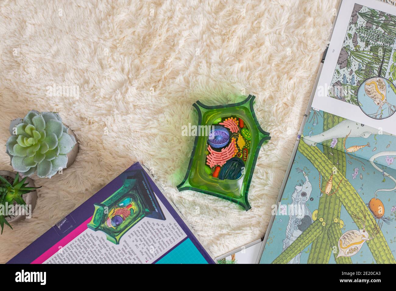 Layout constructor of colored plant cells. Books on biology and botany ...