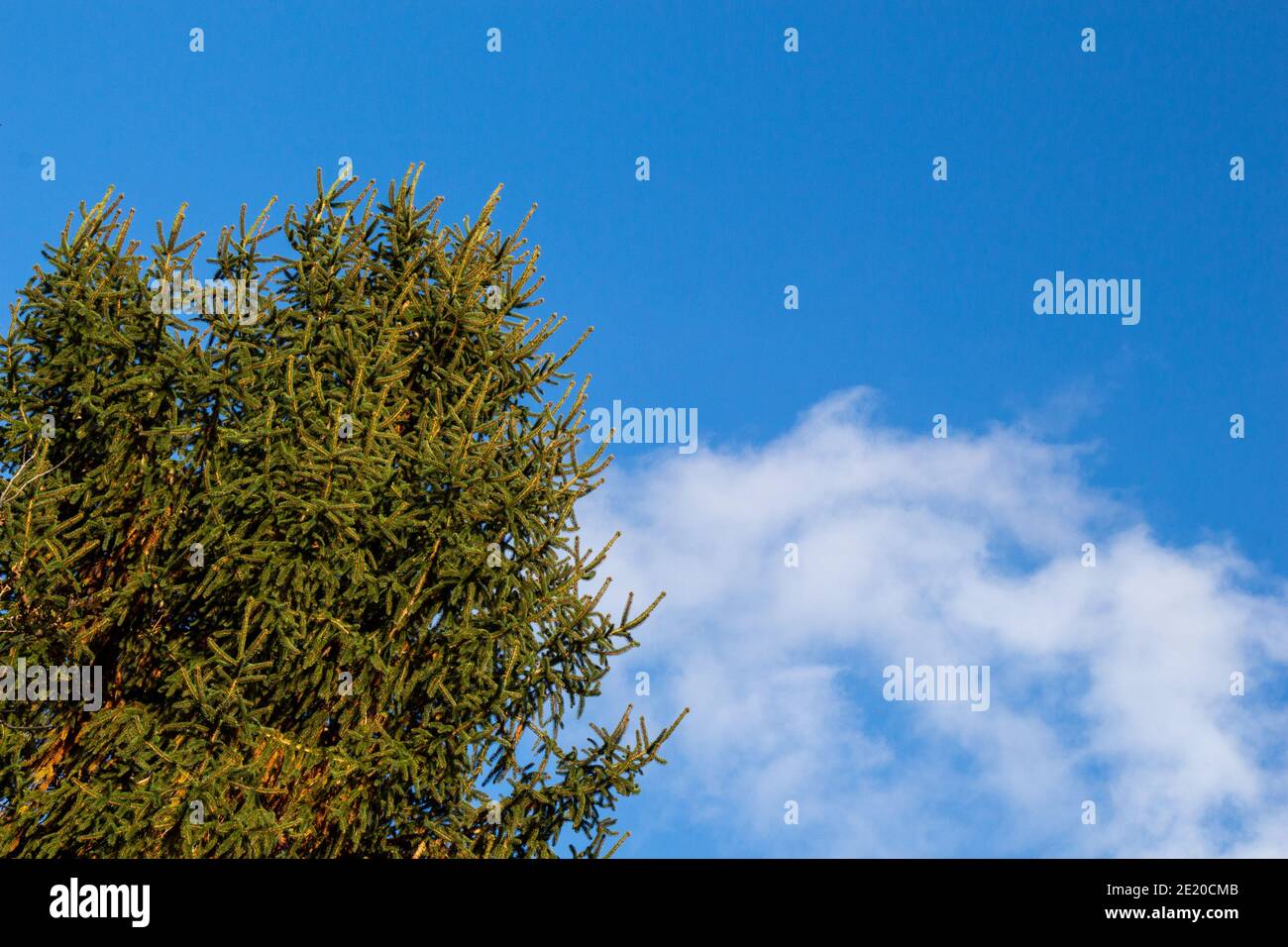 Top part of tree leaves with branches with sky view Stock Photo - Alamy
