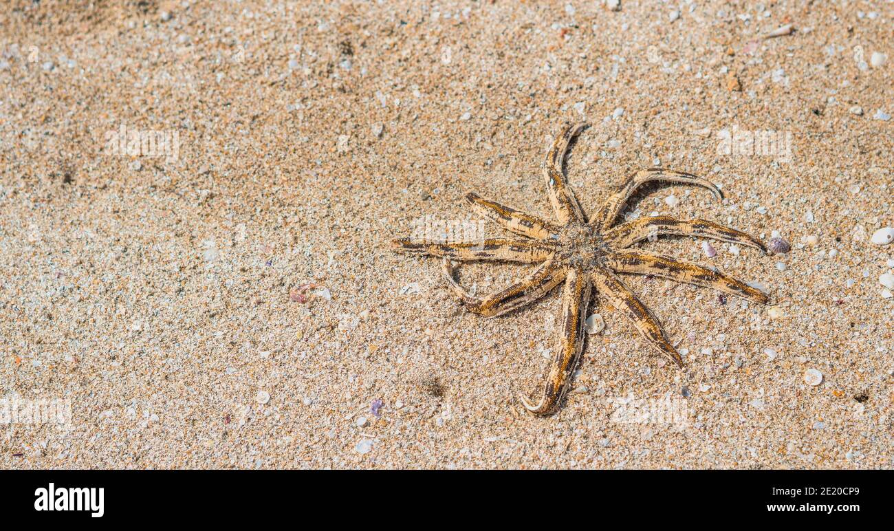 BANNER Sea aquatic unusual nine leg Starfish skeleton echinoderm Luidia ...