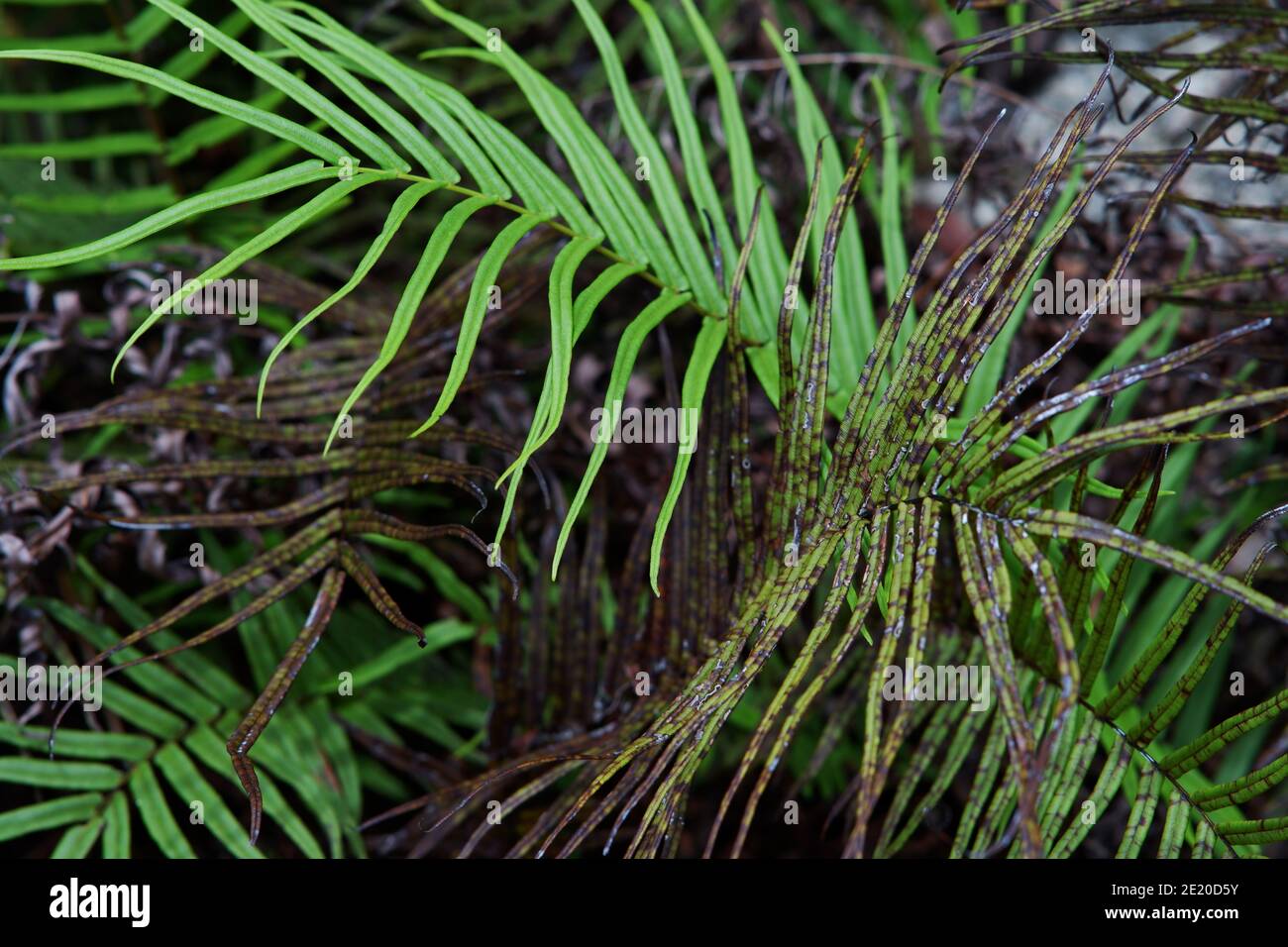 Fern bush hi-res stock photography and images - Alamy
