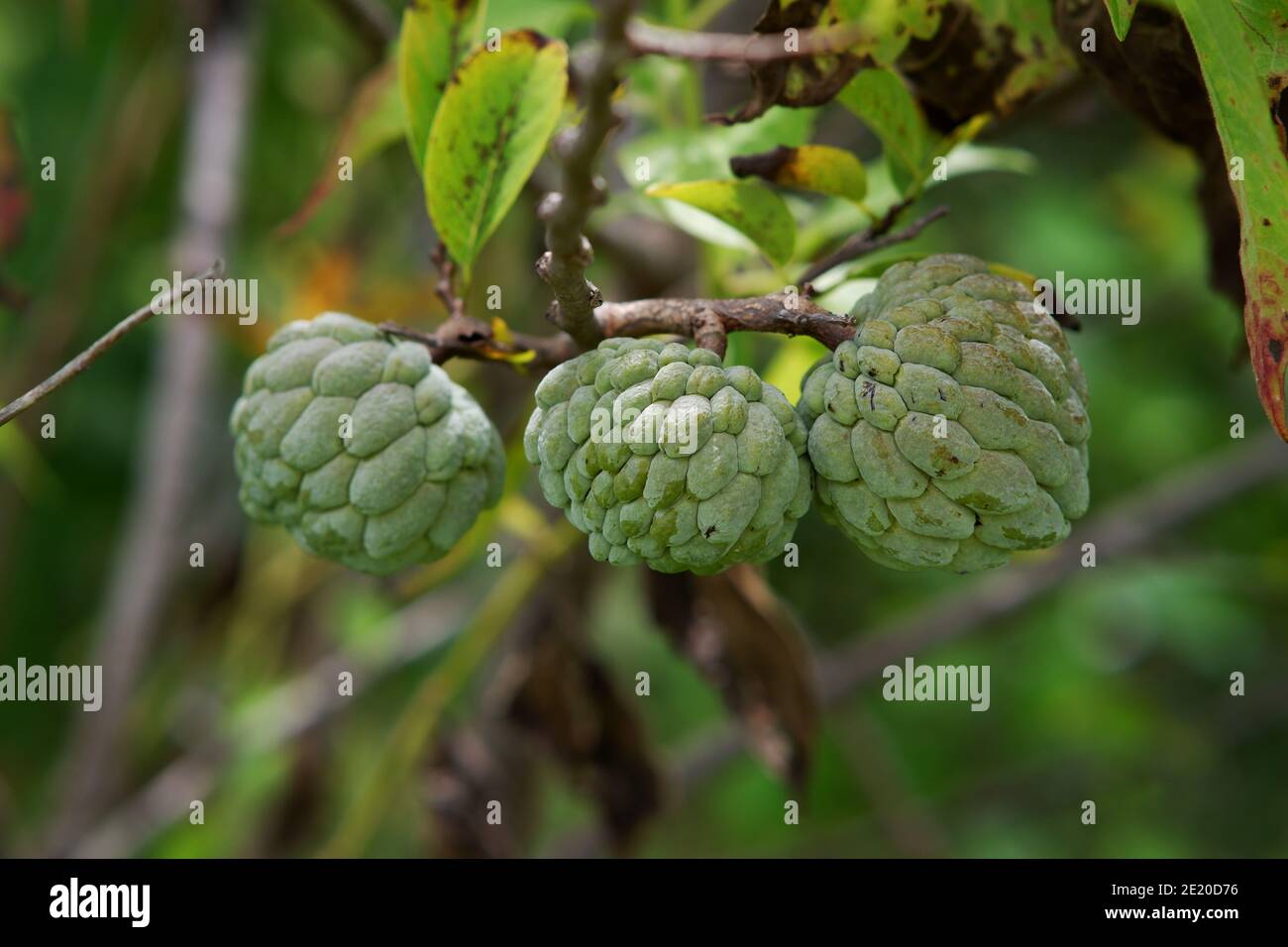 sugar apple tree Stock Photo - Alamy