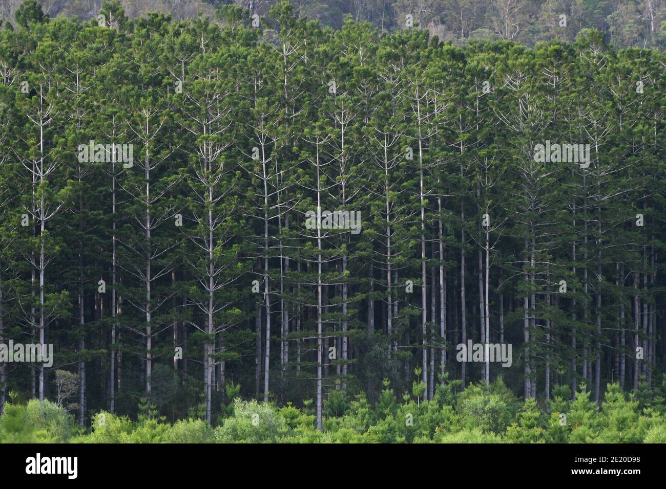 A colonnade of tall pine tress on a Pine Tree Plantation on the east ...