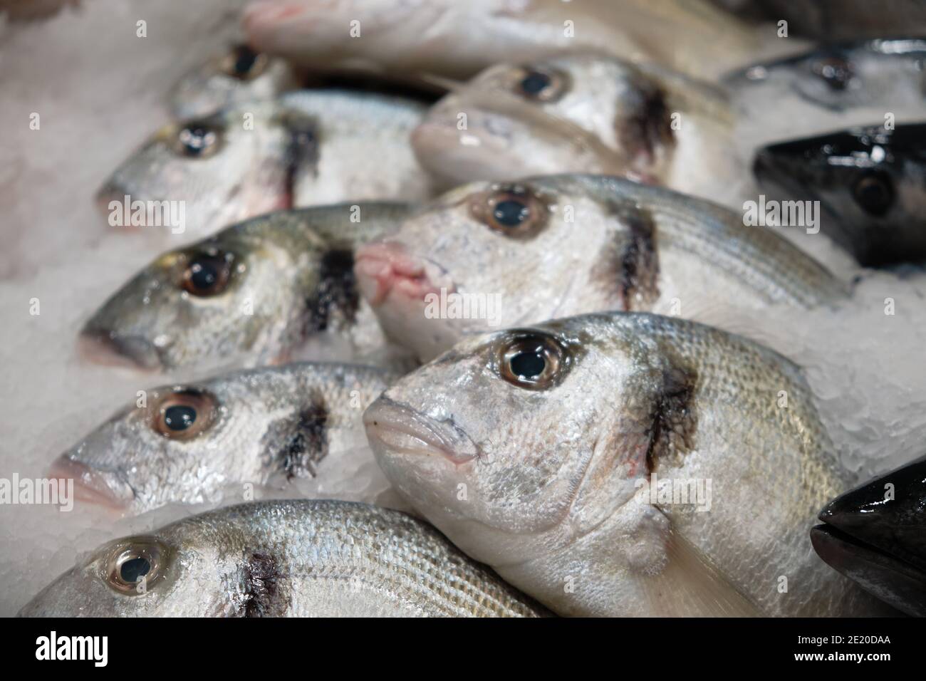 Chilled fish on ice. Dorado sea fish on fishmonger stall Stock Photo ...