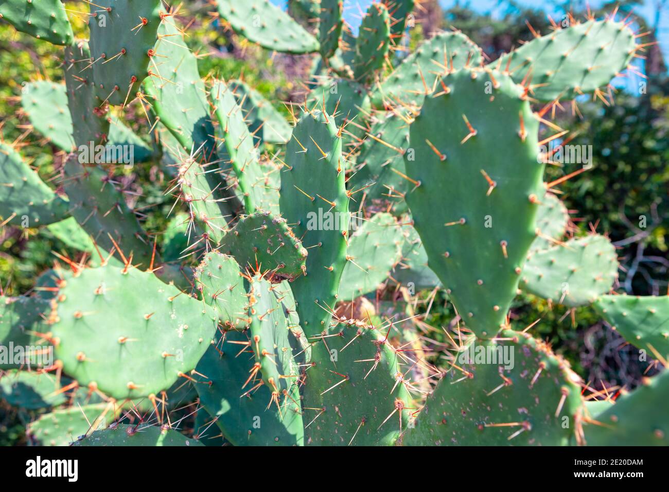 Beaver Tail Cactus growing in Mexico and desert regions Stock Photo - Alamy