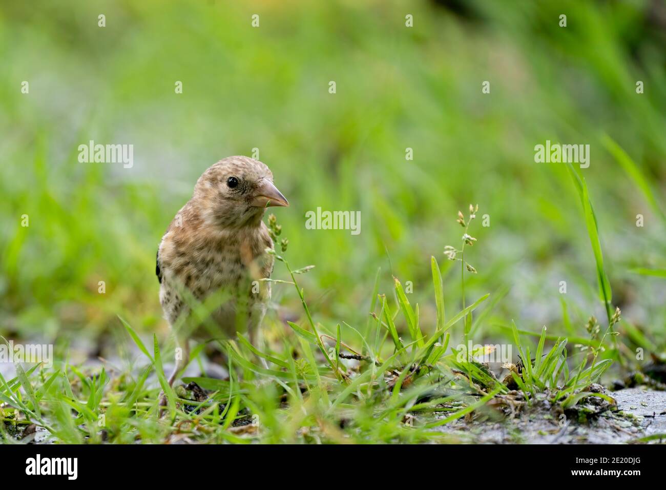Green Finches High Resolution Stock Photography and Images - Alamy