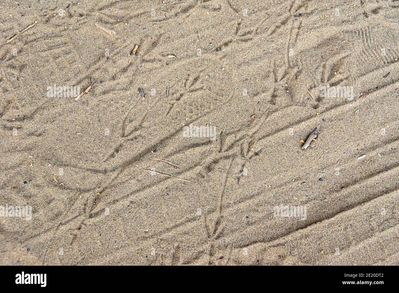 Shoe print crime scene hi-res stock photography and images - Alamy