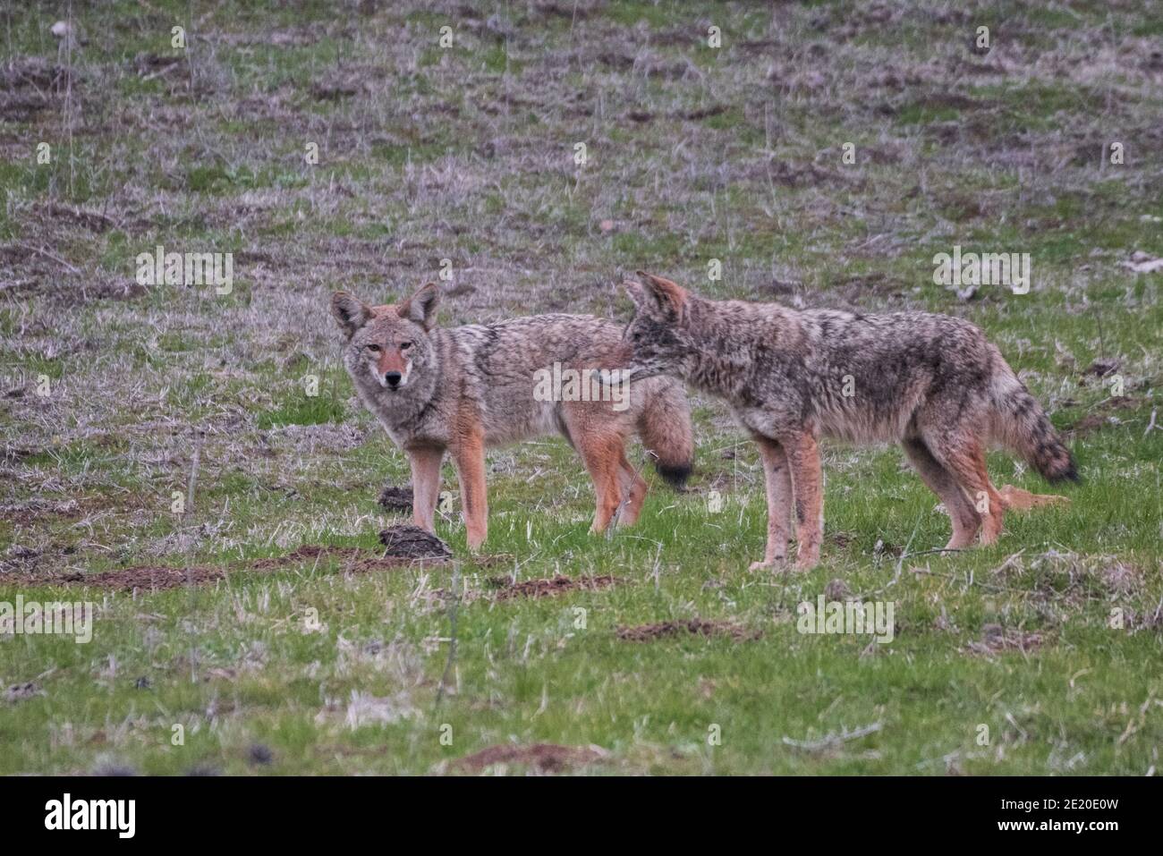 A pair of coyotes (Canis latrans) in Briones regional park in Contra ...