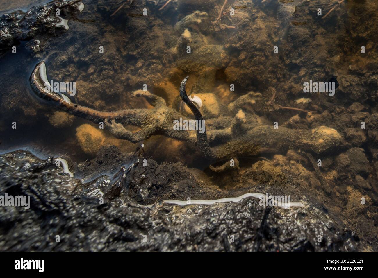 Dead salamanders hi-res stock photography and images - Alamy