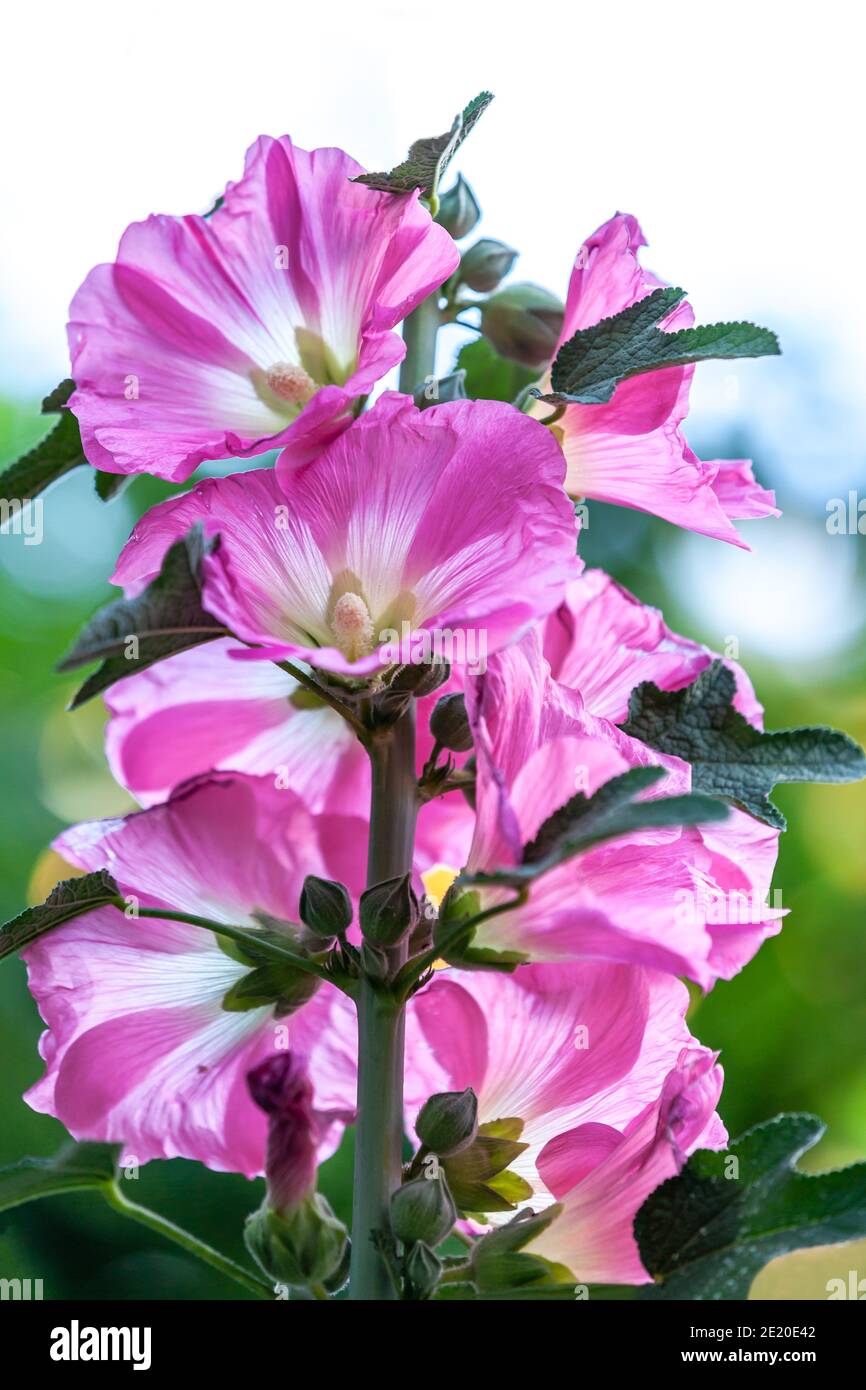 Alcea rosea, pink Hollyhock flowers and buds Stock Photo - Alamy