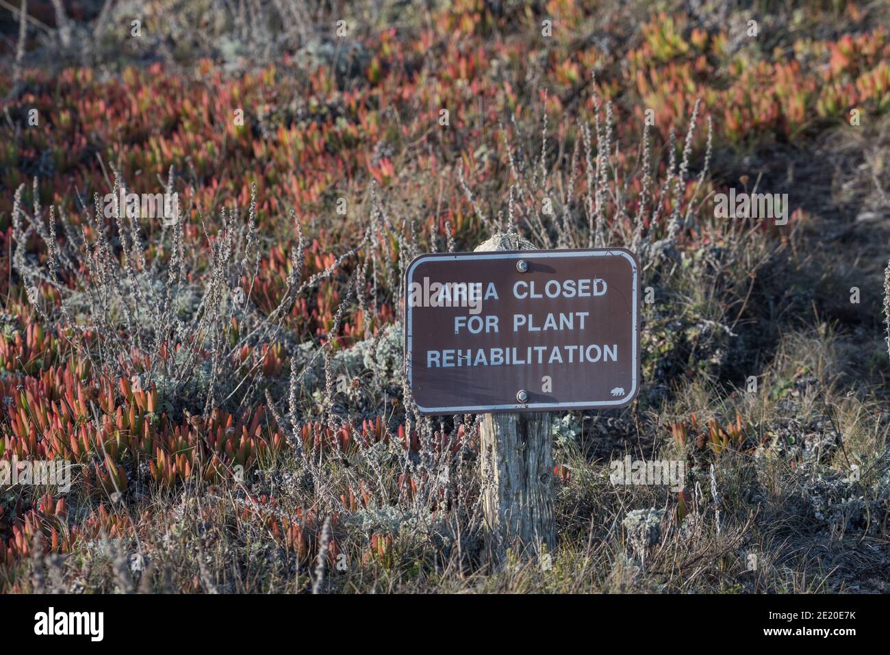 San dune restoration hi-res stock photography and images - Alamy