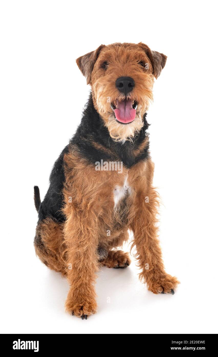 welsh terrier in front of white background Stock Photo - Alamy