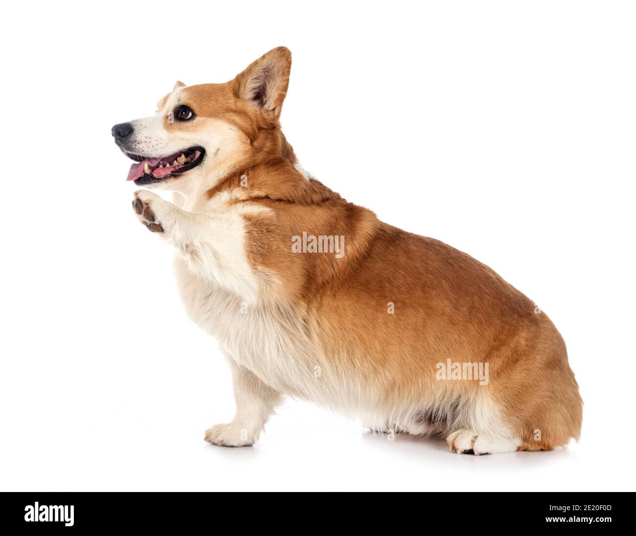 young Pembroke Welsh Corgi in front of white background Stock Photo - Alamy