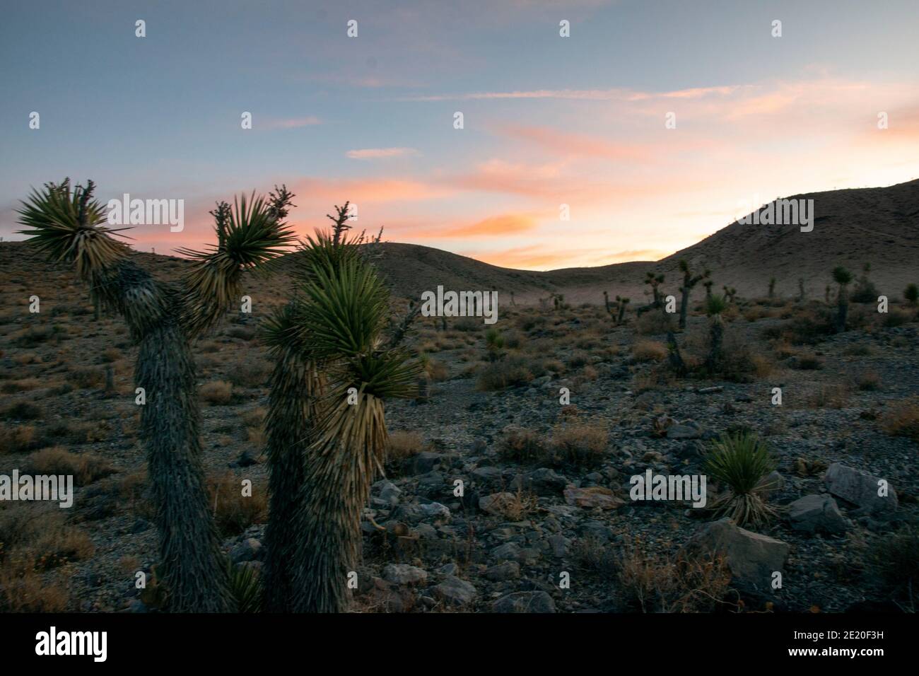 Some parts of Death Valley National Park have Joshua trees, but they ...
