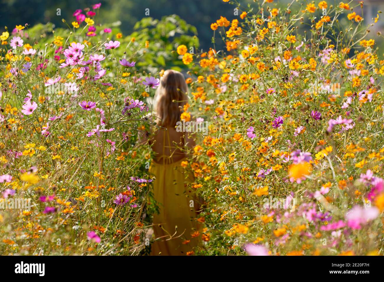 Beautiful model walking through a field of flowers in the countryside ...