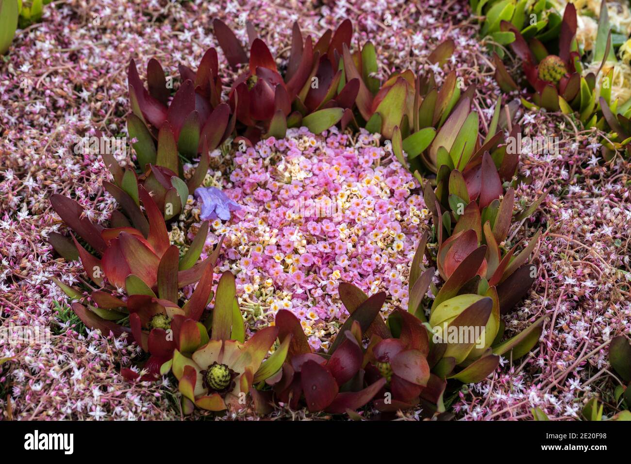 Beauty floristic decoration with colorful tropical flowers Stock Photo ...
