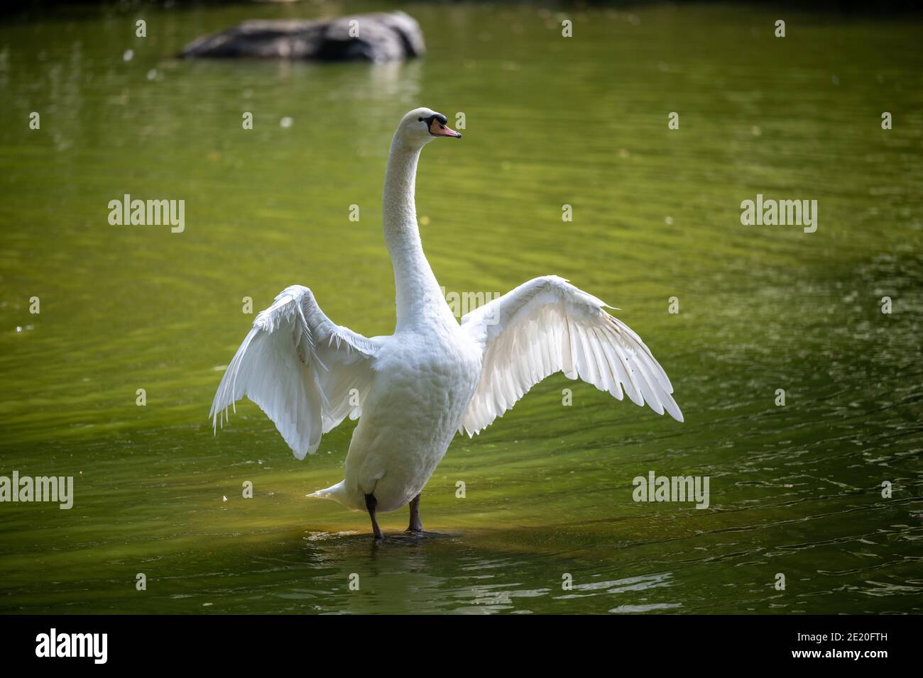 The big white swan was fluttering in the pond, the swan stood in the ...