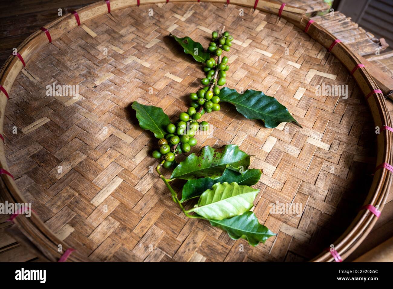 Branches of coffee trees and raw coffee beans are placed on a woven ...
