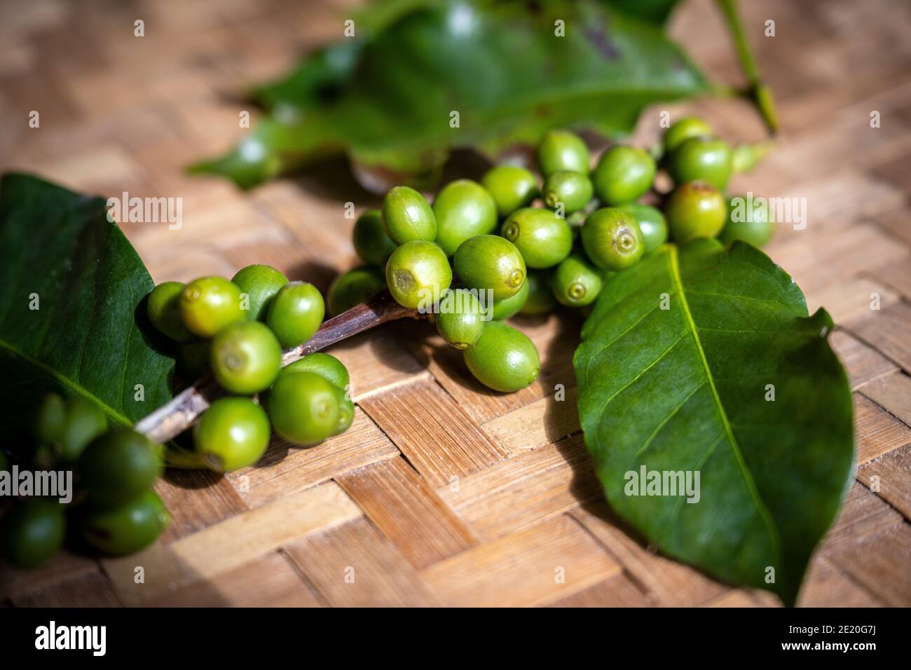 Branches of coffee trees and raw coffee beans are placed on a woven ...