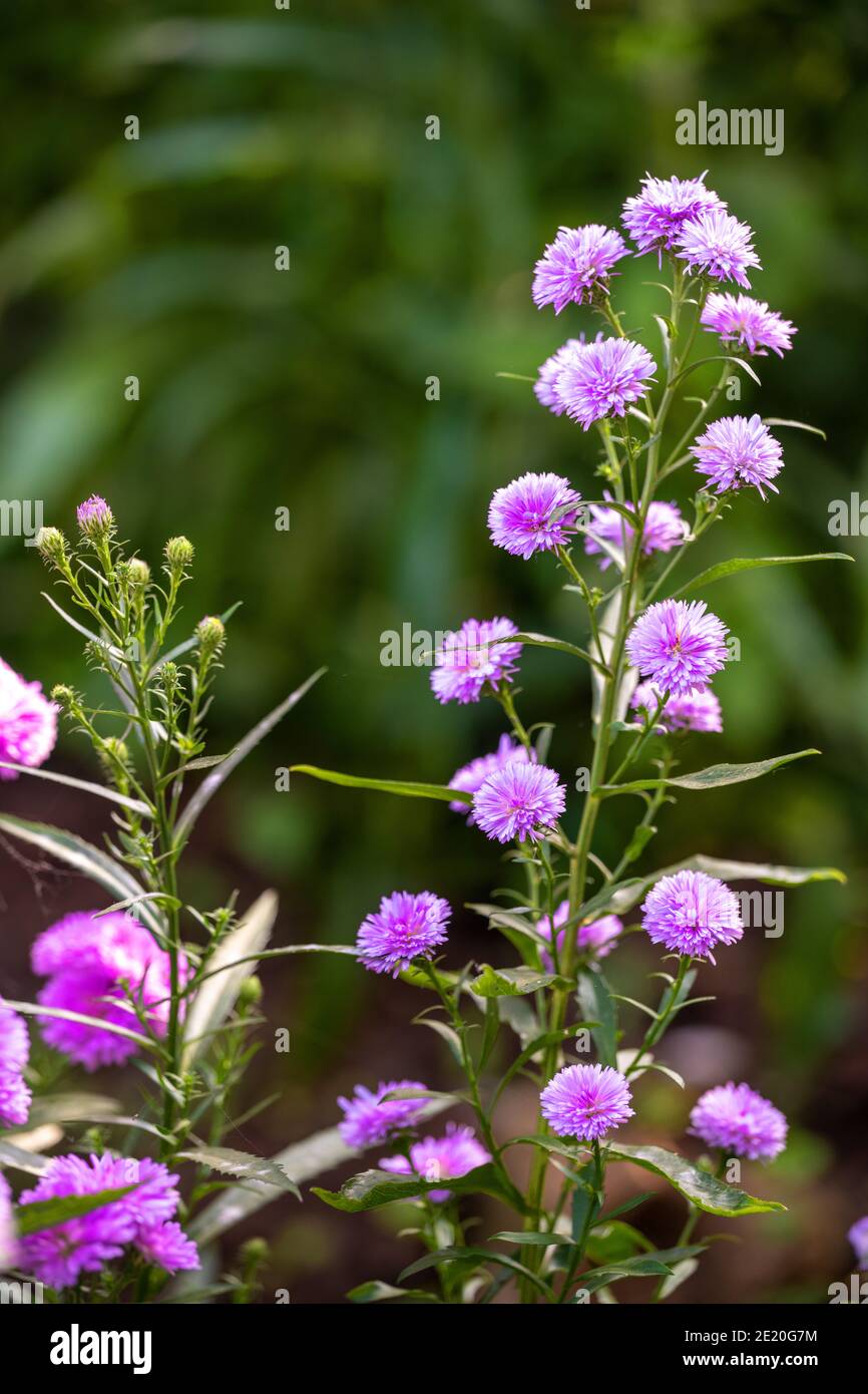 Aster L High Resolution Stock Photography and Images - Alamy