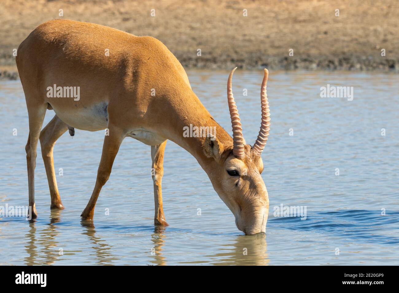 Wild male Saiga antelope or Saiga tatarica in steppe. Federal nature ...