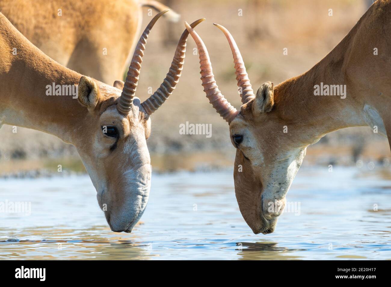 Wild male Saiga antelope or Saiga tatarica in steppe. Federal nature ...