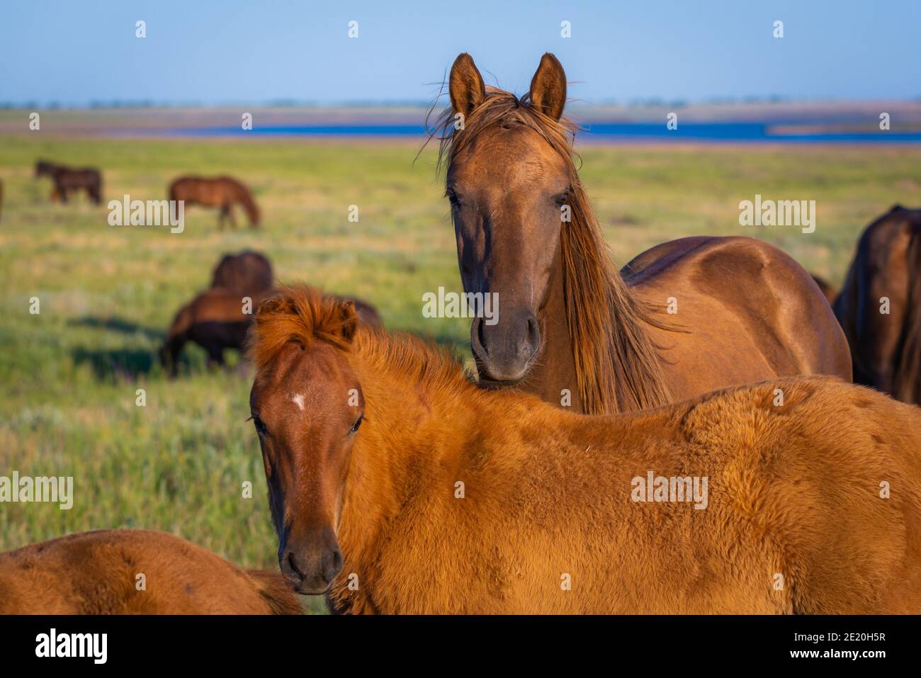 Portrait of wild horse in wildlife. Wild horses in nature Stock Photo ...