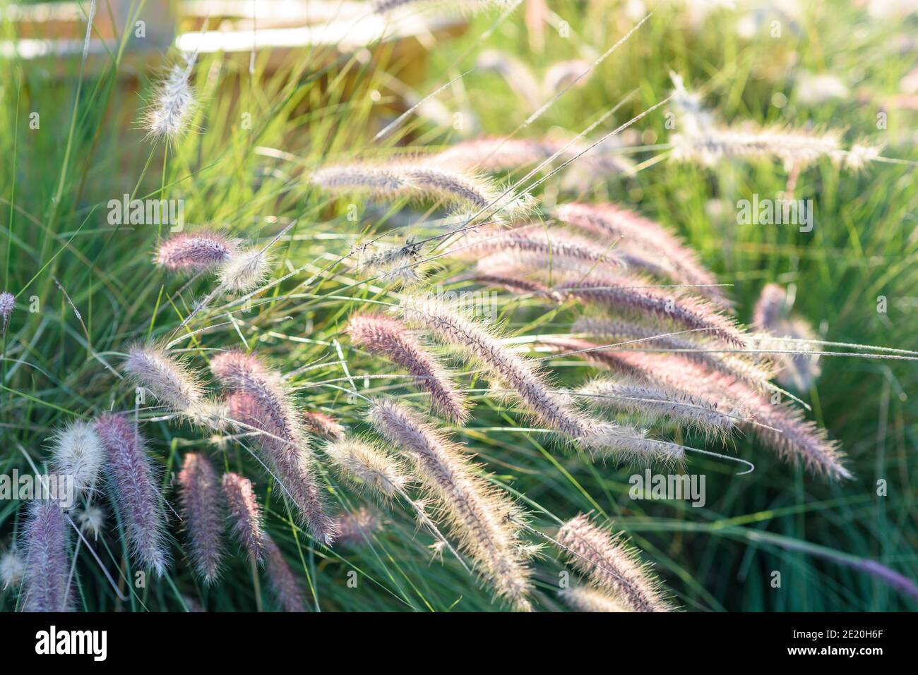 Purple Fountain Grass Ornamental Plant in Garden Landscaping Nature ...