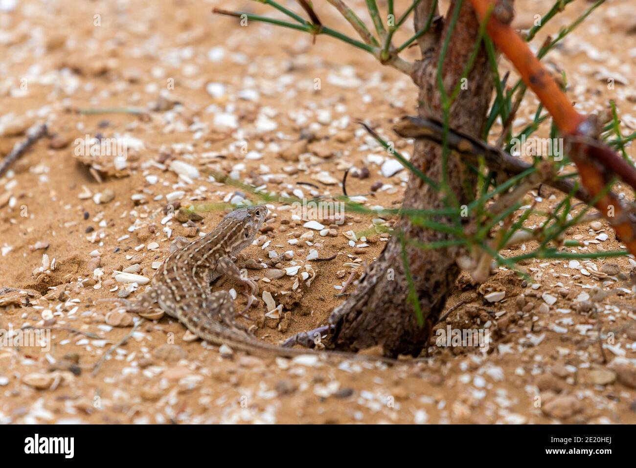 Steppe Runner Lizard or Eremias arguta on sand Stock Photo - Alamy