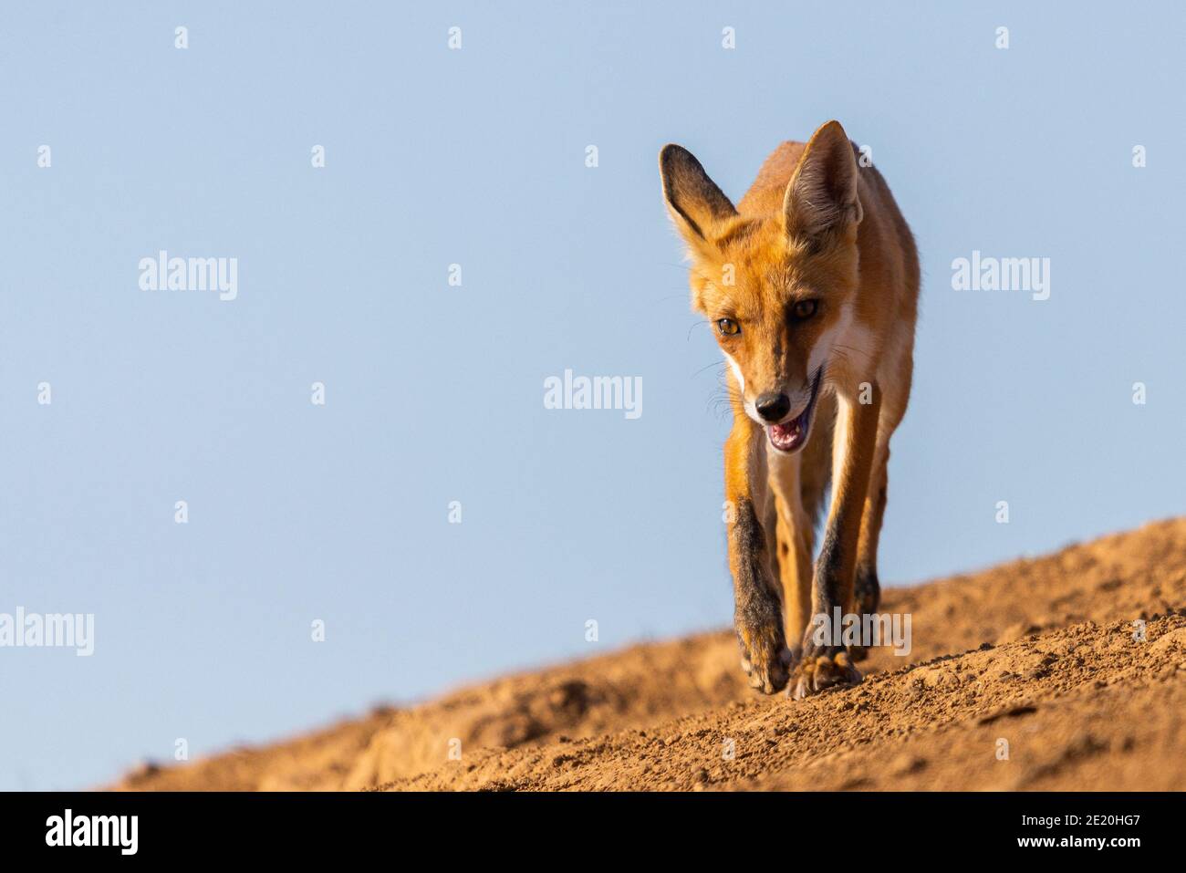 Tired and emaciated red fox on hot day in a steppe Stock Photo - Alamy