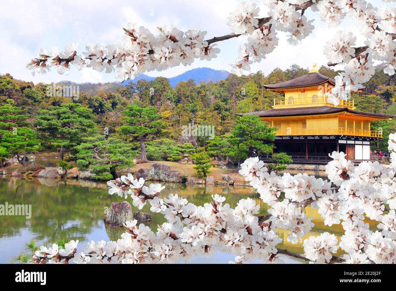 The Golden Pavilion (Kinkaku-ji Temple) and blooming sakura in Rokuon ...