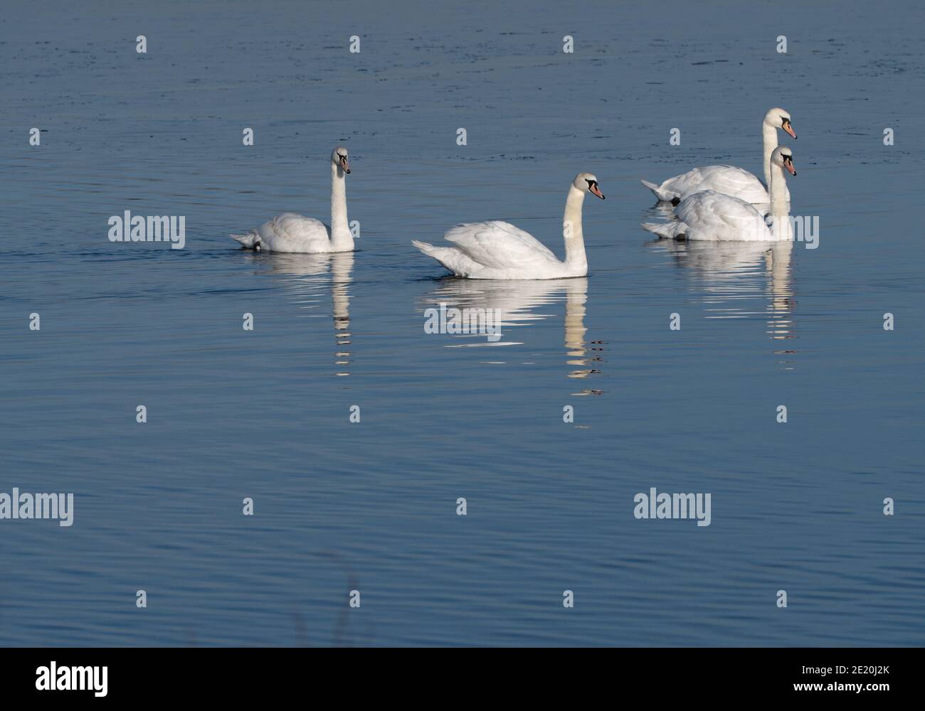 Three white swans swimming in hi-res stock photography and images - Alamy