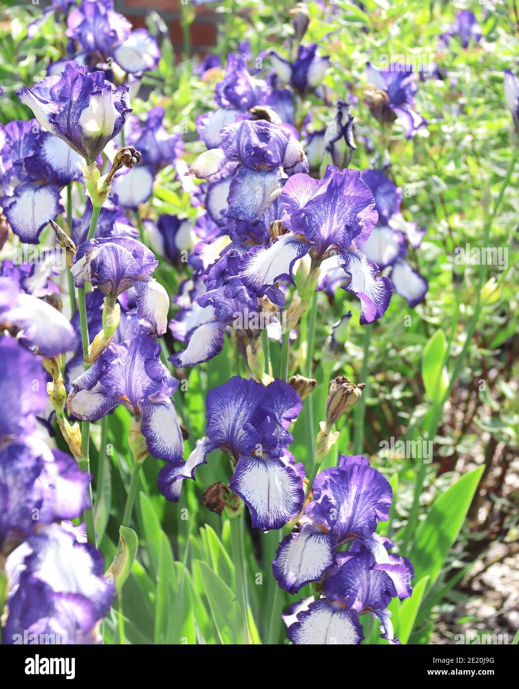 Iris flowers on sunny beautiful nature spring background. Summer scene ...